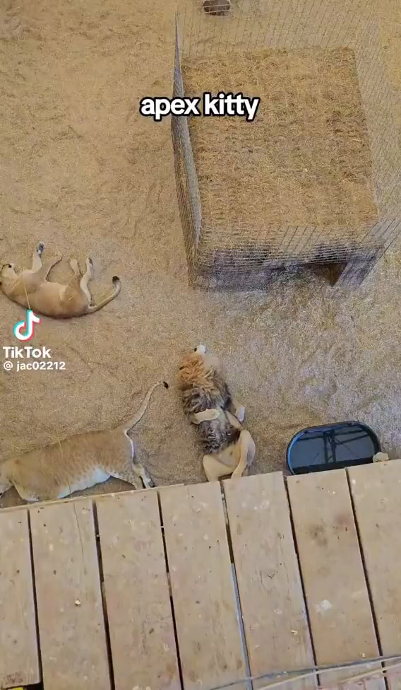 Apex kitty TikTok jacO2212 - iFunny