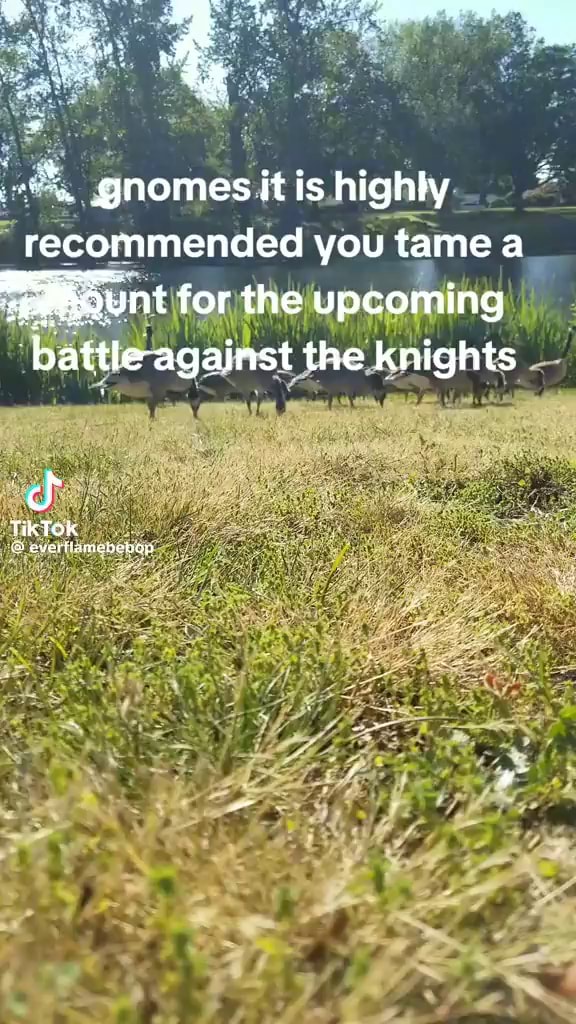 Gnomes it is highly recommended you tame a for the upcoming battle ...