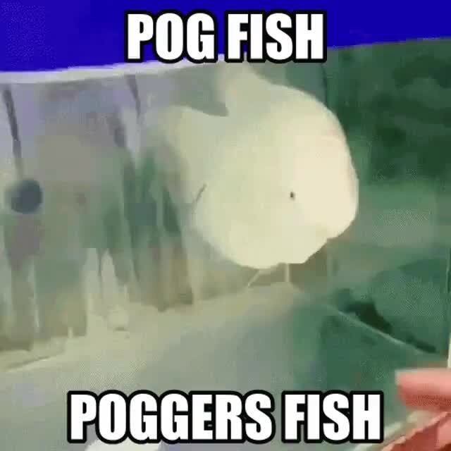 POG FISH POGGERS FISH - iFunny