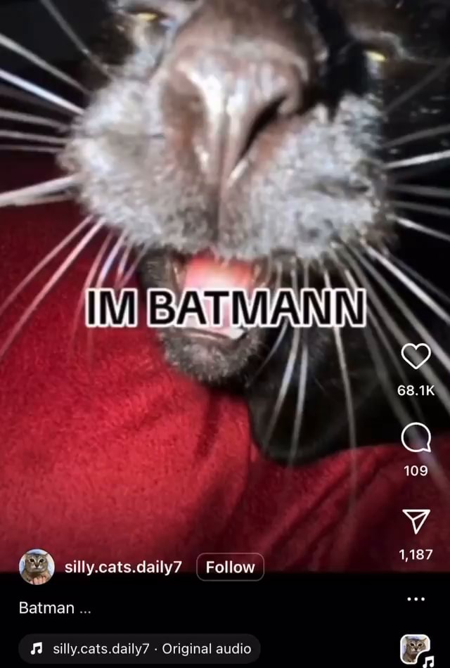 Silly.cats.daily7 Follow Batman silly.cats.daily7 - Original audio - iFunny