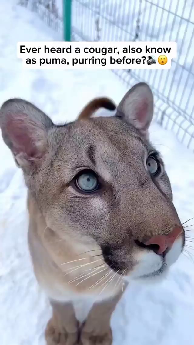 Ever heard a cougar, also know as puma, purring before?& - iFunny
