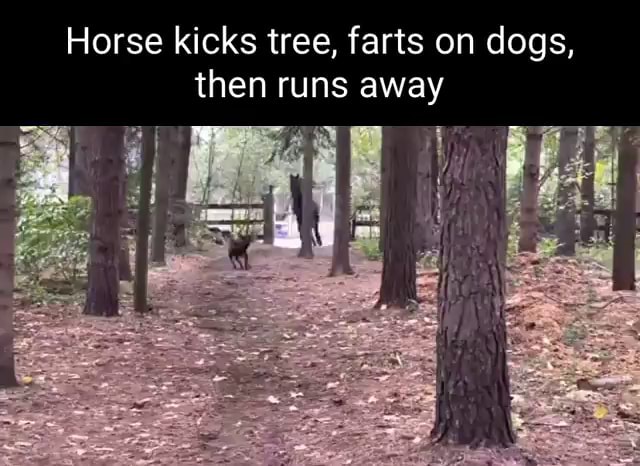 Horse kicks tree, farts on dogs, then runs away - iFunny