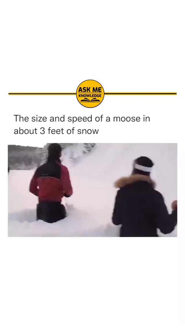 Moose arethe largest of all the deer species Males are immediately ...