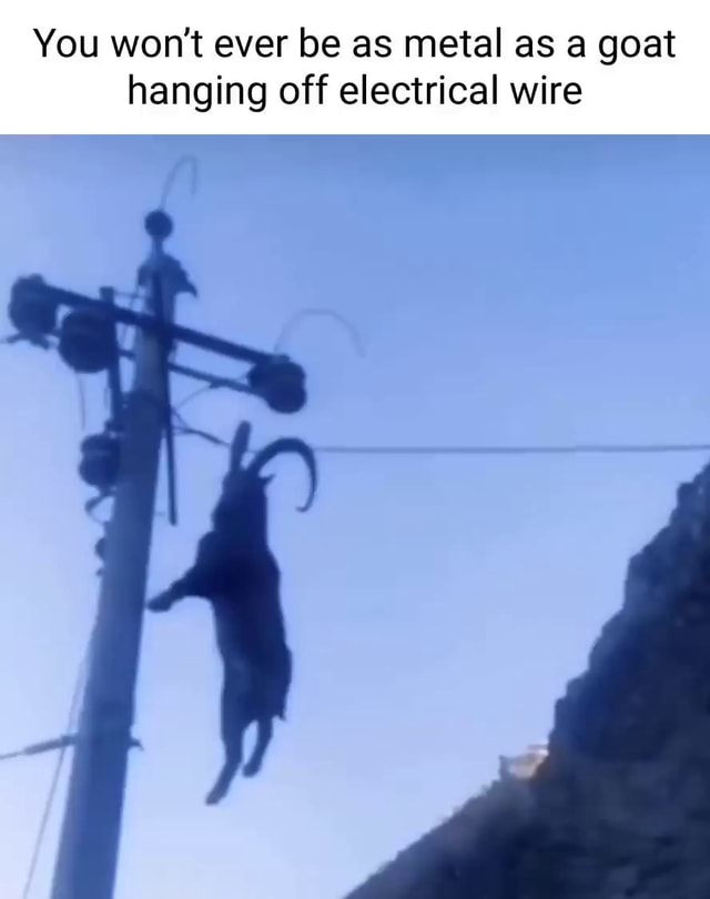 You won't ever be as metal as a goat hanging off electrical wire - iFunny