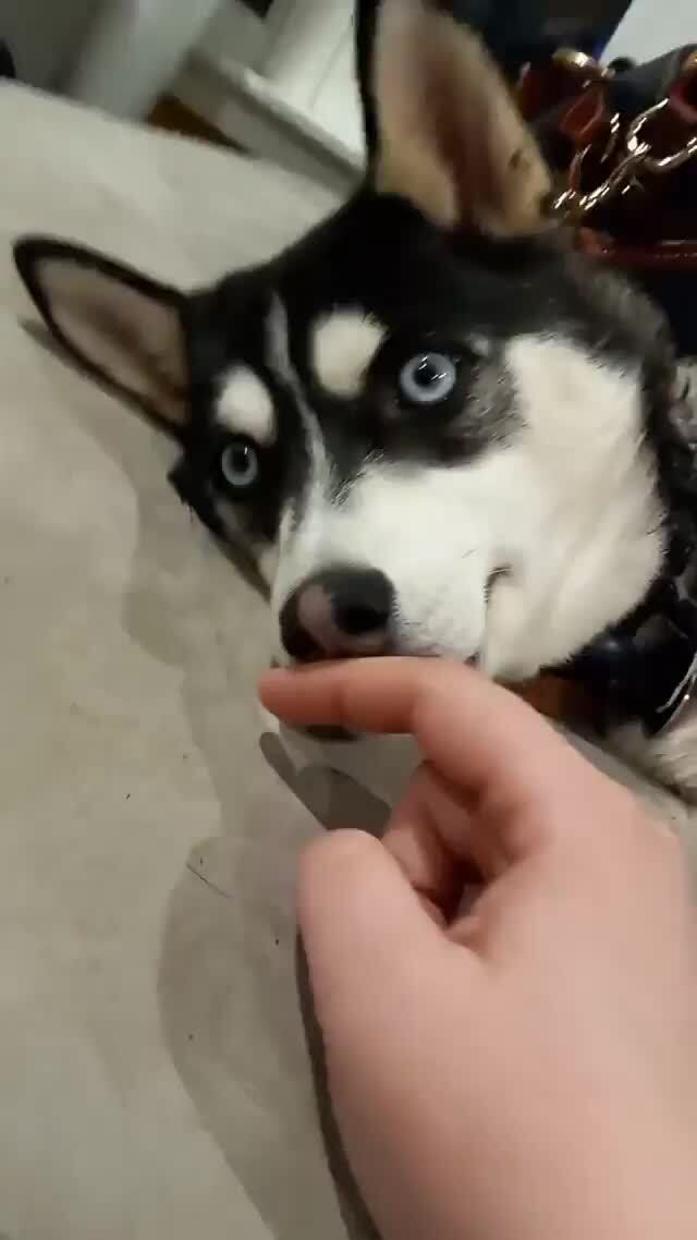 Luna the pomsky - iFunny