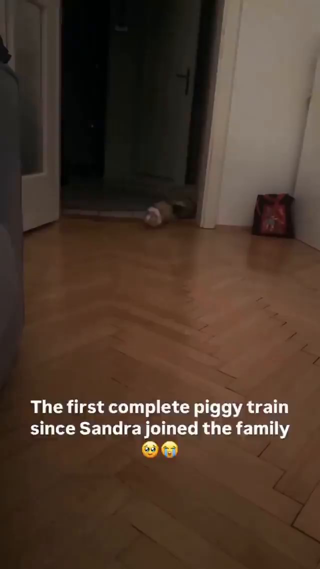 The first complete piggy train since Sandra joined the family - iFunny