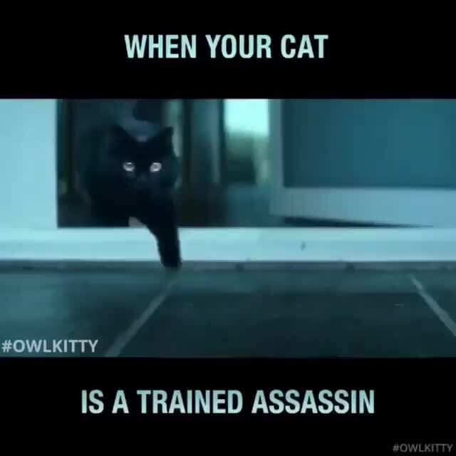 If John Wick had a cat - WHEN YOUR CAT #OWLKITTY IS A TRAINED ASSASSIN ...