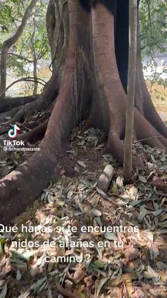 TikTOK Que hartas aite encuentras nidos de atanas en tu camino ? - iFunny