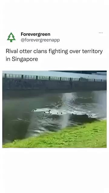 Rival otter clans fighting over territory in Singapore - iFunny