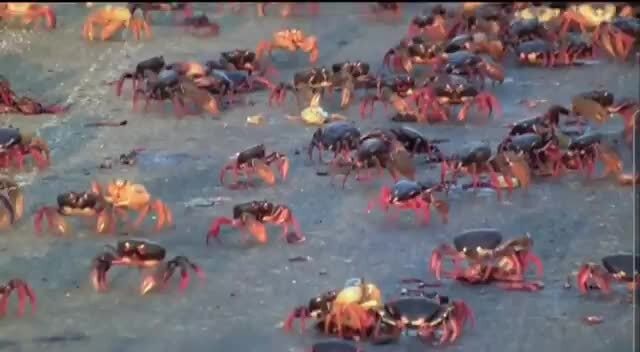 Crab crab crab, flee, scared, frighten, crab crab. - iFunny
