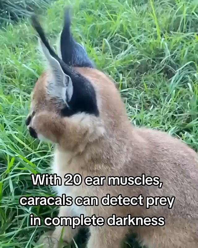 With 20 ear muscles, caracals can detect prey in complete darkness - iFunny