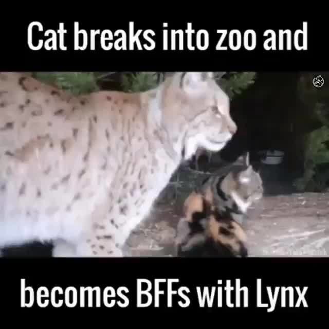 Cat breaks into zoo and becomes BFFs with Lynx - iFunny