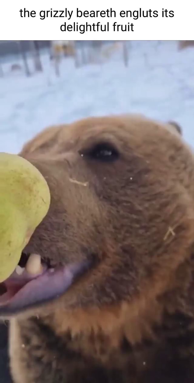 The grizzly beareth engluts its delightful fruit - iFunny