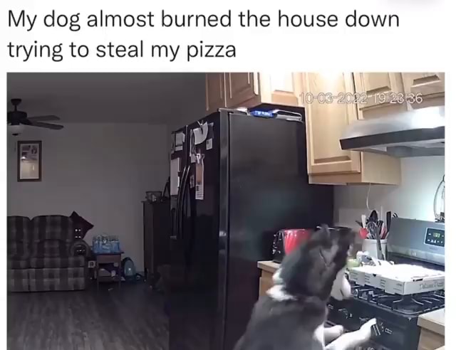 My dog almost burned the house down trying to steal my pizza - iFunny