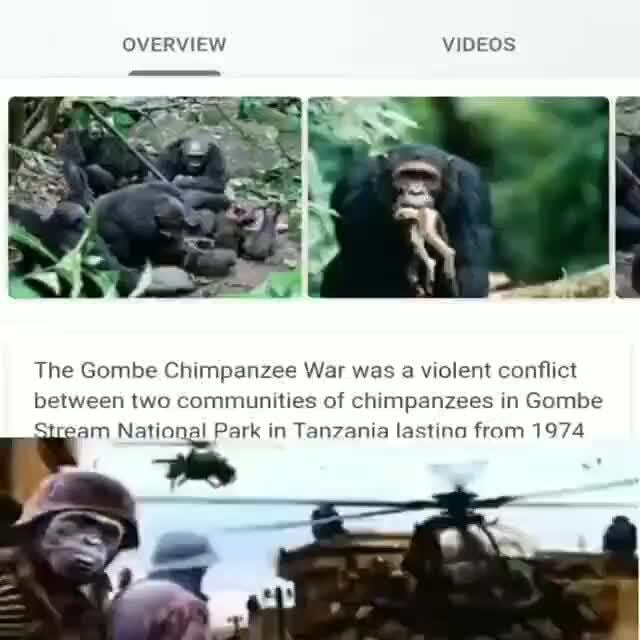 OVERVIEW VIDEOS The Gombe Chimpanzee War was a violent conflict between ...
