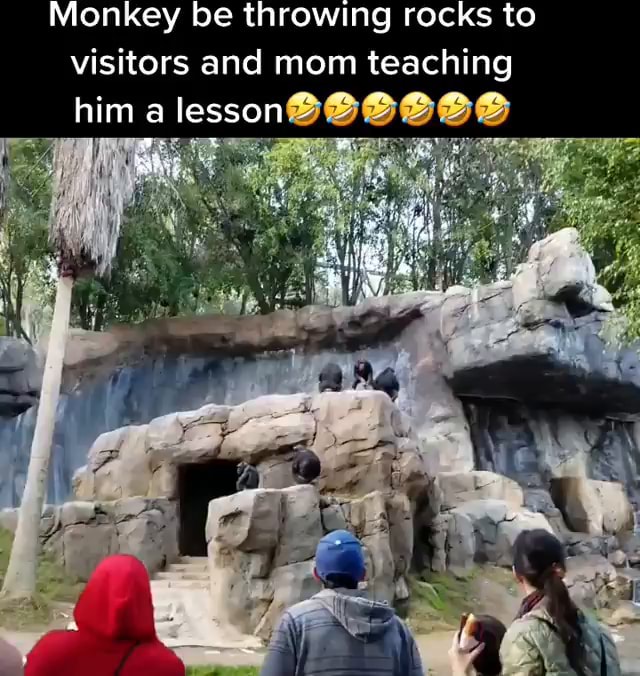 Monkey be throwing rocks to visitors and mom teaching him a - iFunny