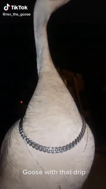 Goose with that drip - iFunny