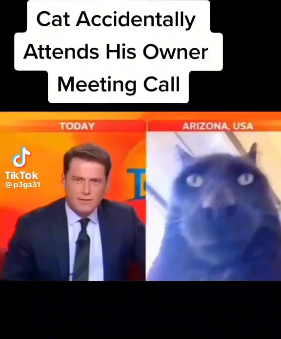Cat Accidentally Attends His Owner Meeting Call - iFunny