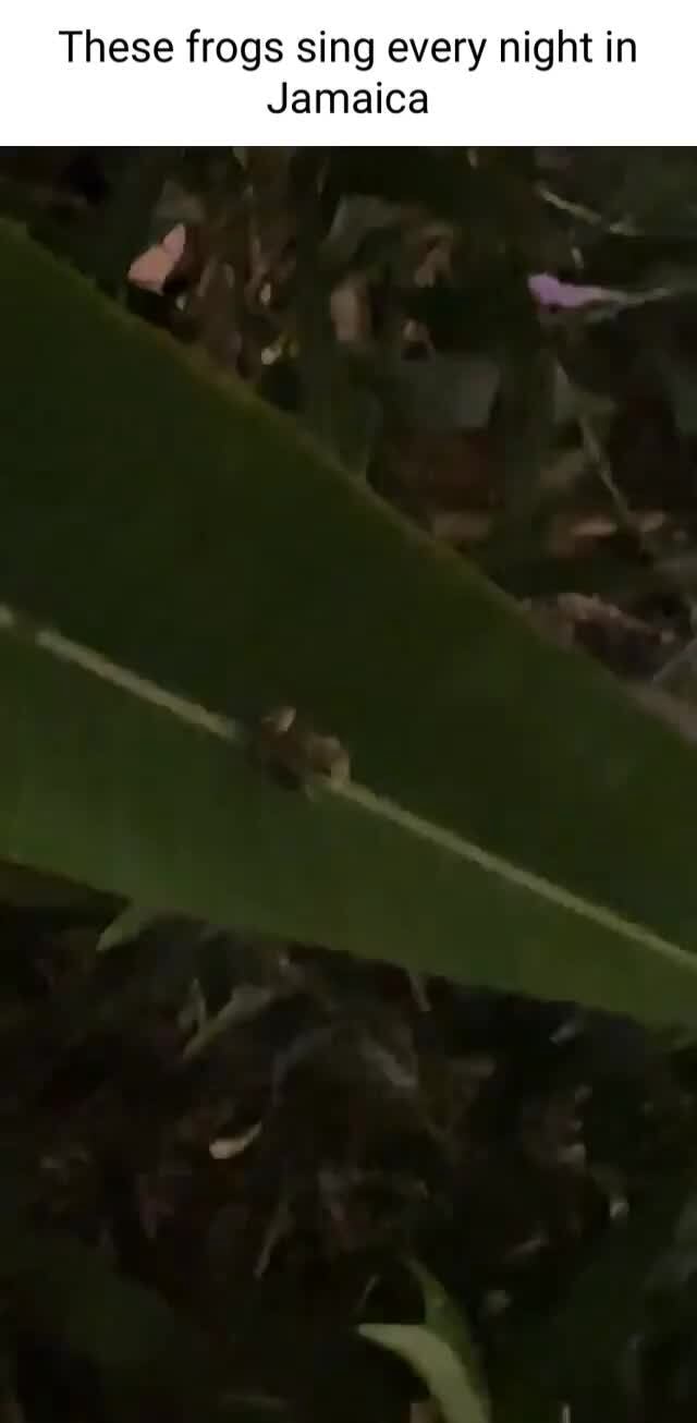 These frogs sing every night in Jamaica - iFunny