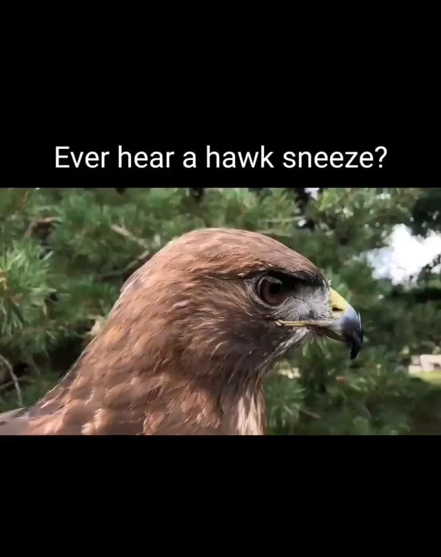 Ever hear a hawk sneeze? - iFunny