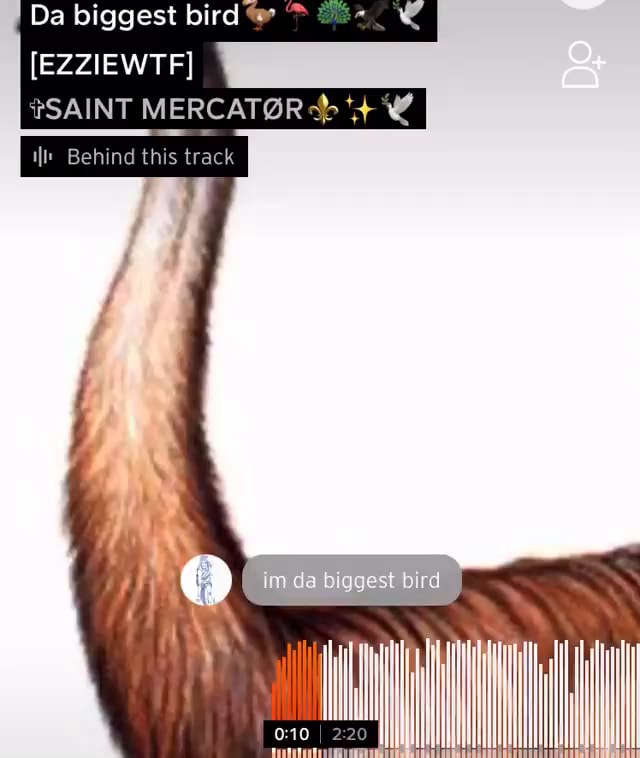 Da biggest bird [EZZIEWTF] ?SAINT MERCATOR Behind this track - iFunny