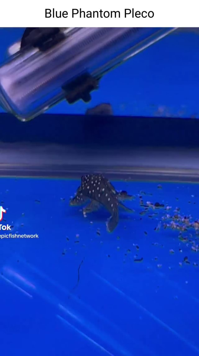 Blue Phantom Pleco [ok picfishnetwork - iFunny