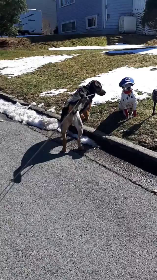 Hi fellow doggo! - iFunny