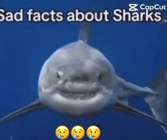 Sad facts about Sharks. - iFunny