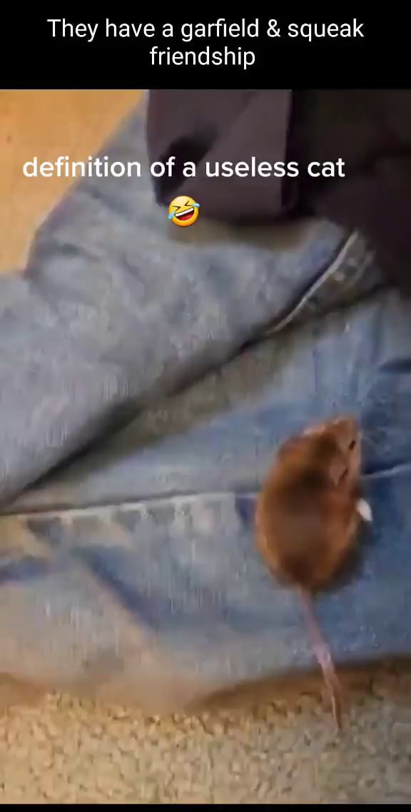 They have garfield & squeak friendship definition of a useless cat - iFunny
