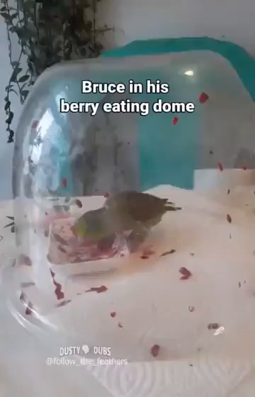 Bruce in his berry eating dome - iFunny