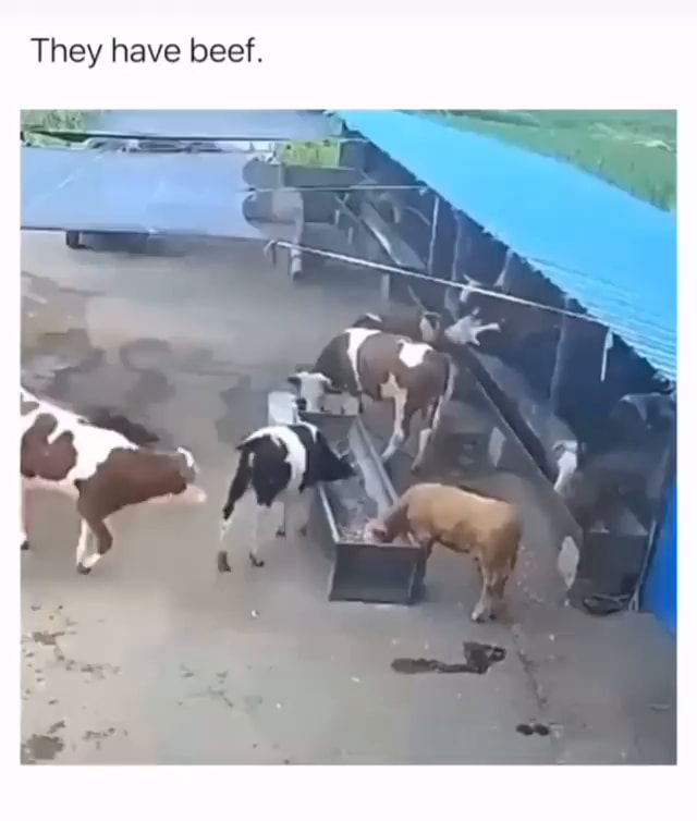 They have beef. - iFunny
