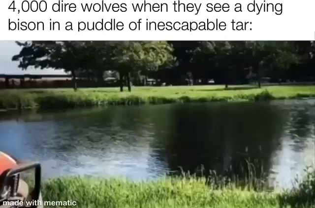 4,000 dire wolves when they see a dying bison in a puddle of ...