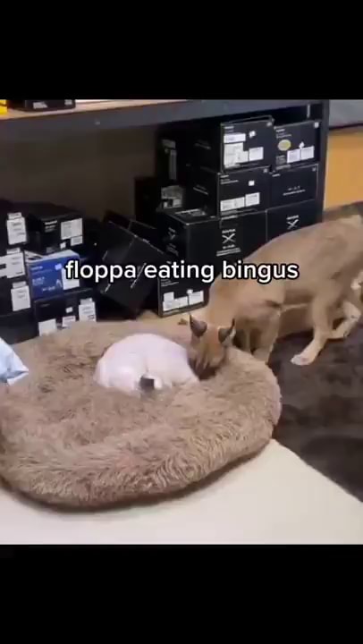 Floppa eating bingus - America’s best pics and videos