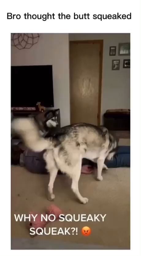 Bro thought the butt squeaked WHY NO SQUEAKY SQUEAK?! - iFunny