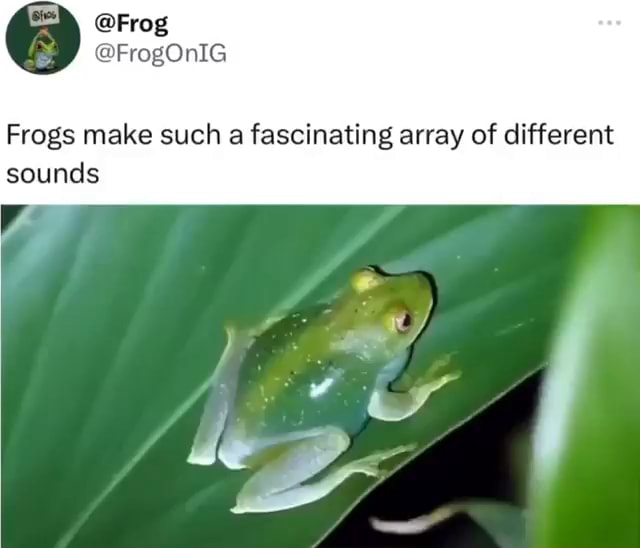 @Frog Frogs make such a fascinating array of different sounds - iFunny