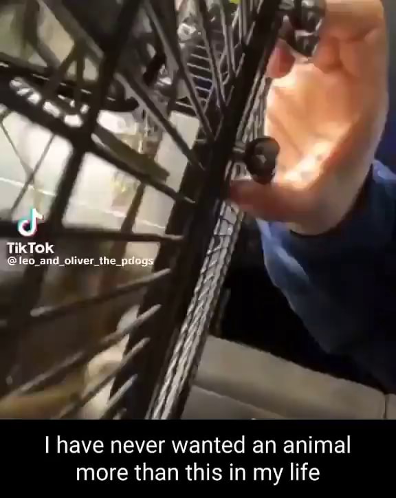 Tik Tok over I have never wanted an animal more than this in my life ...