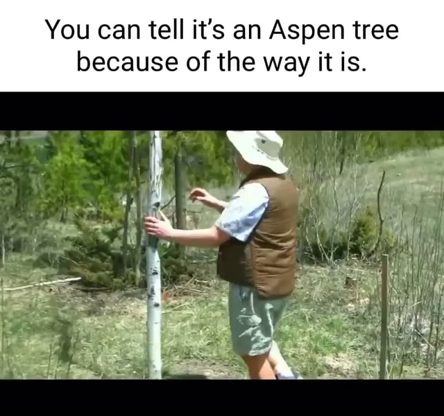 You can tell it's an Aspen tree because of the way it is. - iFunny