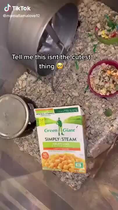 Of TikTok Tell me this isnt the cutest thing SIMPLY: STEAM - Keke