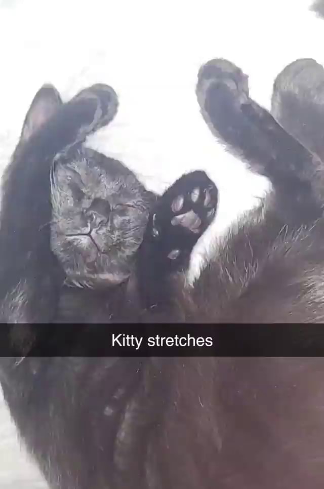 Kitty stretches - iFunny
