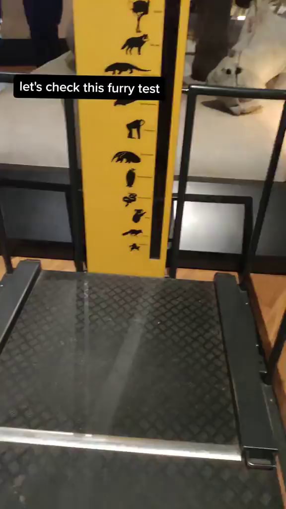 Let's check this furry test - iFunny