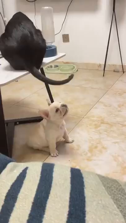 Video memes AxbaCtJcA by Fed_Agent - iFunny