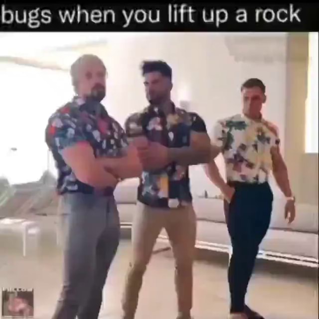 Bugs when you lift up a rock - iFunny