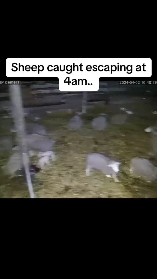 Sheep caught escaping at IP Camera 2024-04-02 I - America’s best pics ...