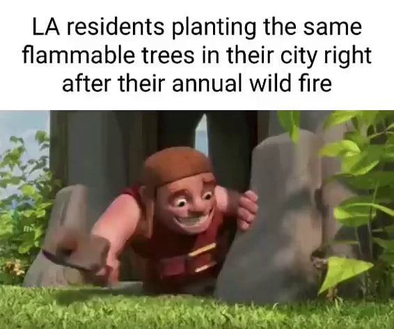 LA residents planting the same flammable trees in their city right ...