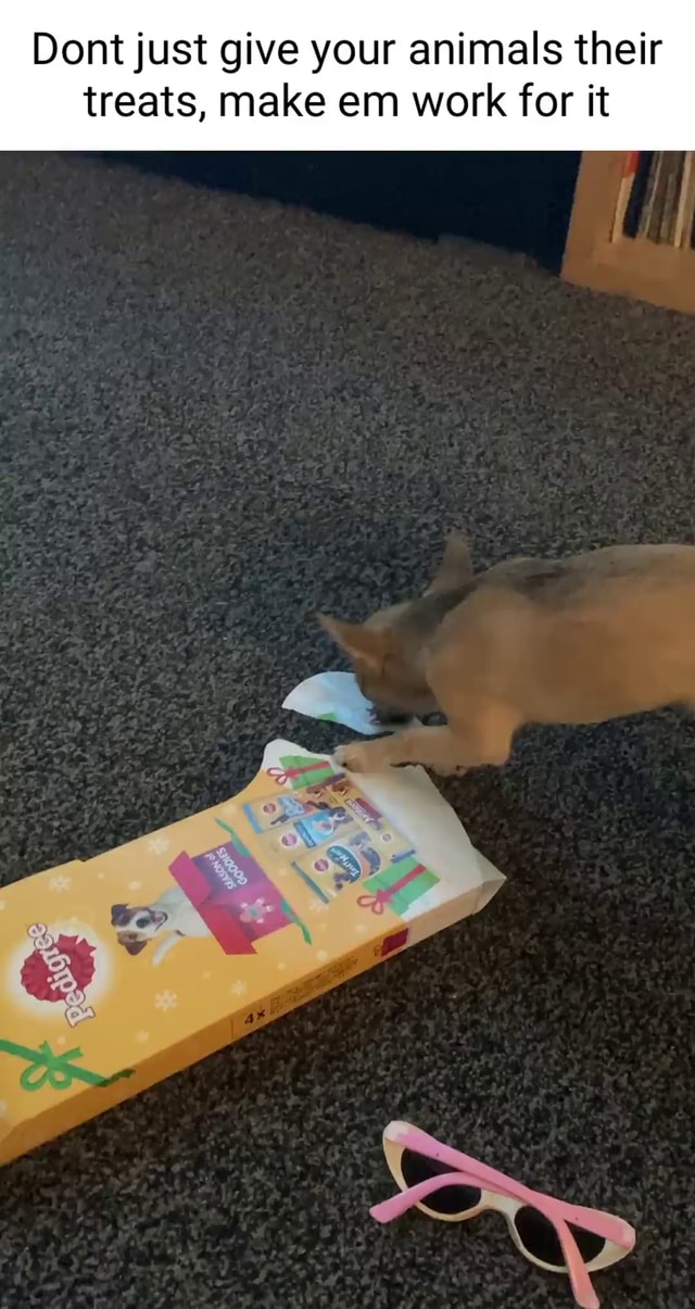 Dont just give your animals their treats, make em work for it - iFunny