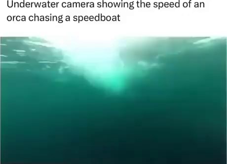 Underwater camera showing the speed of an orca chasing a speedboat ...