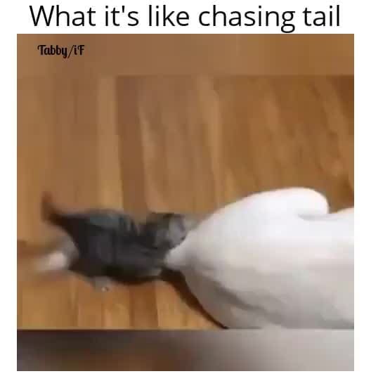 What it's like chasing tail - iFunny