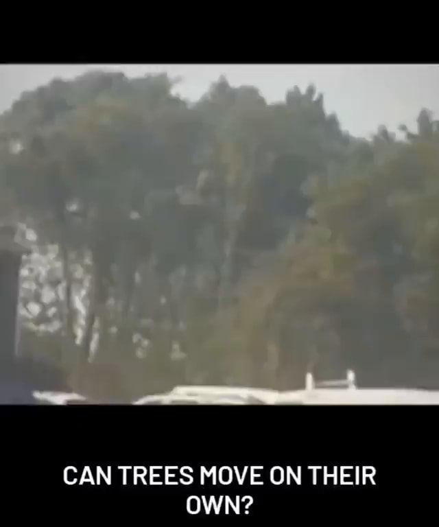 CAN TREES MOVE ON THEIR OWN? - iFunny