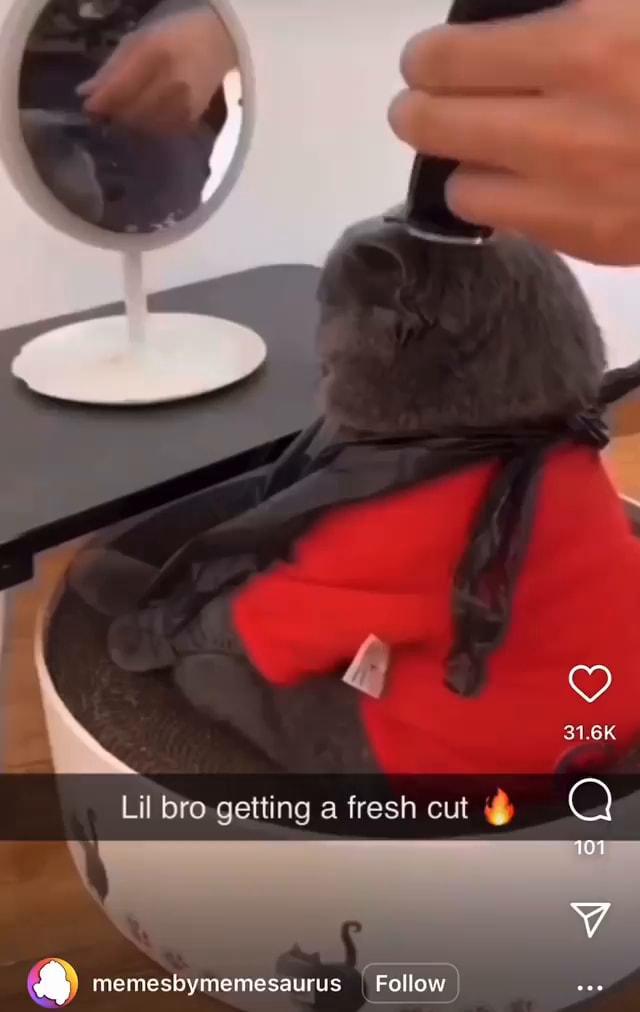 Il bro getting a fresh cut memesbymemesaurus Follow - iFunny
