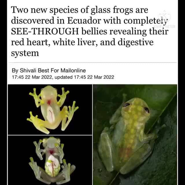 Two new species of glass frogs are discovered in Ecuador with ...